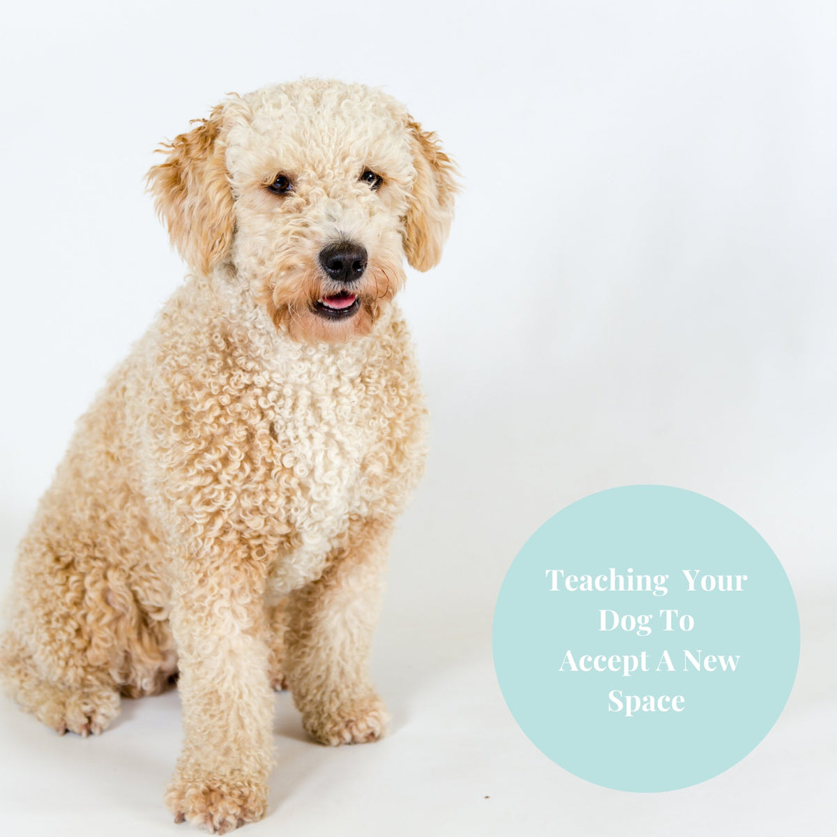 Teaching Your Dog To Accept A New Space | House Of Pets Delight (HOPD)