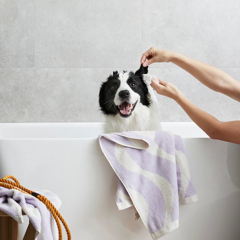 Squeaky Probiotic Ear Wipes – Fresh & Healthy Ears | HOPD